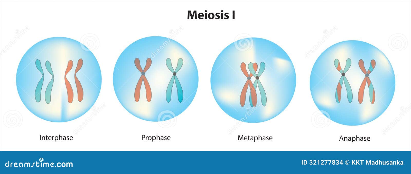 Metaphase Stage Of Mitosis Vector Illustration | CartoonDealer.com ... Metaphase Stage Of Mitosis Vector Illustration | CartoonDealer.com ...