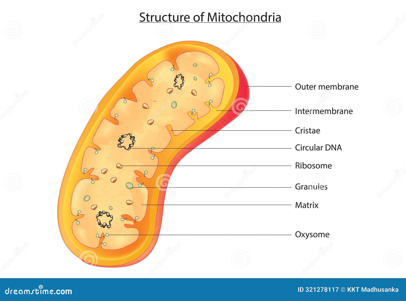 Structure Of Mitochondria Cartoon Vector | CartoonDealer.com #321278117