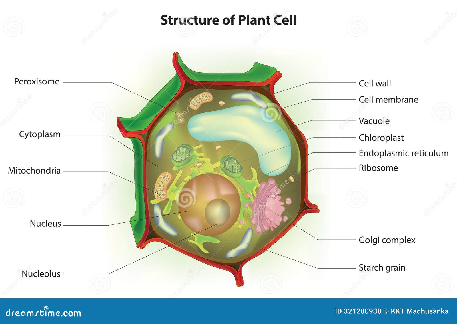 Structure of Typical Plant Cell Stock Vector - Illustration of medical ...
