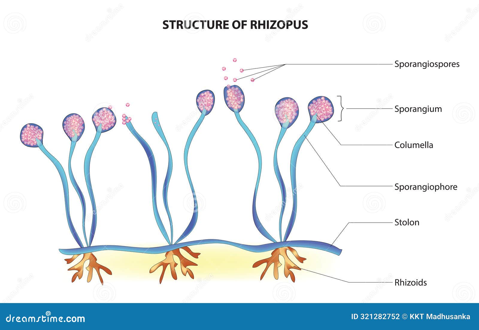 Rhizopus structure stock vector. Illustration of penicillium - 321282752