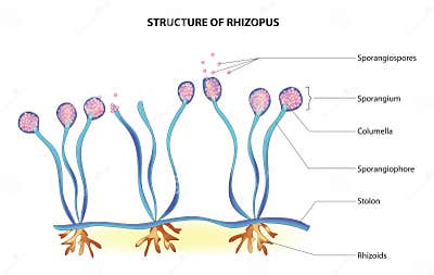 Rhizopus structure stock vector. Illustration of penicillium - 321282752