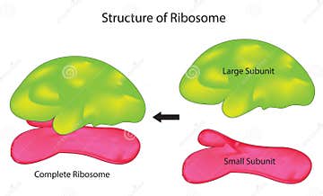 Structure of Ribosome with Large Subunit and Small Subunit Stock Vector ...