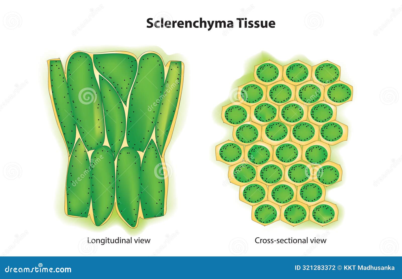 Sclerenchyma tissue stock vector. Illustration of botanical - 321283372