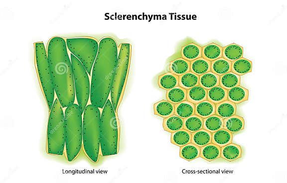 Sclerenchyma tissue stock vector. Illustration of botanical - 321283372