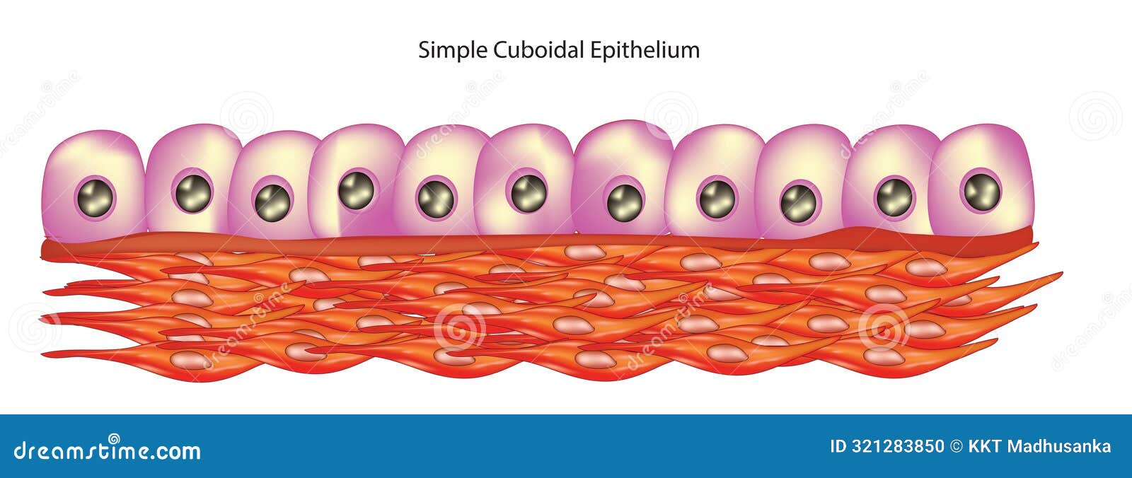 Simple Cuboidal Epithelium. Epithelial Tissue Types. Cartoon Vector ...