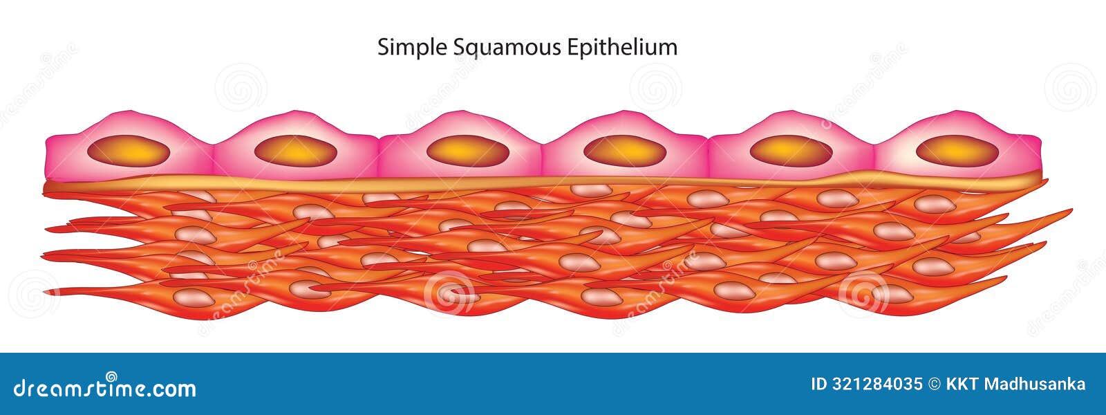 Squamous Cartoons, Illustrations & Vector Stock Images - 411 Pictures ...