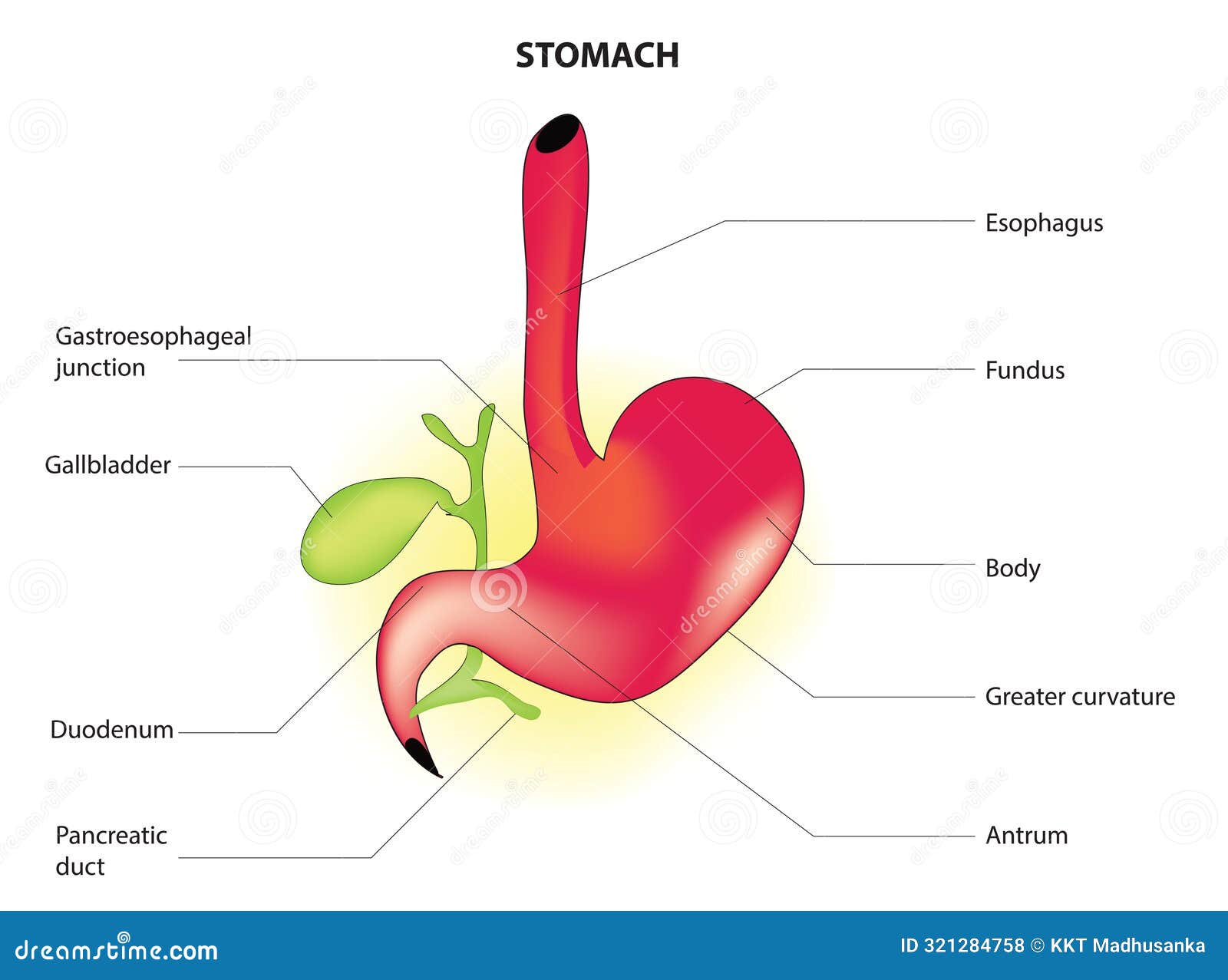 Detailed stomach diagram stock vector. Illustration of tract - 321284758