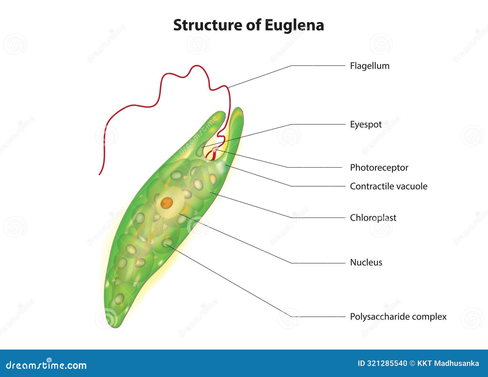 Euglena stock vector. Illustration of nature, eukaryote - 321285540
