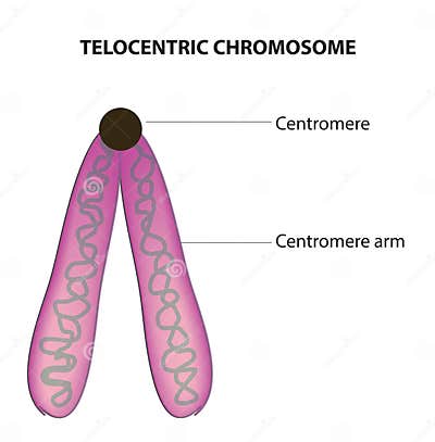 Anatomy of Telocentric Chromosome Stock Vector - Illustration of long ...