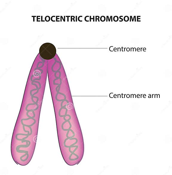 Anatomy of Telocentric Chromosome Stock Vector - Illustration of long ...