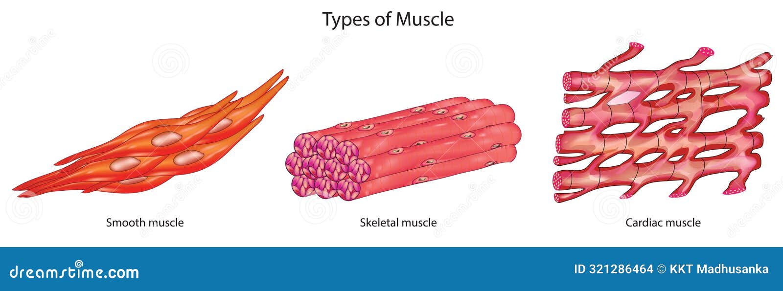 Muscle Types Stock Illustration | CartoonDealer.com #89989963