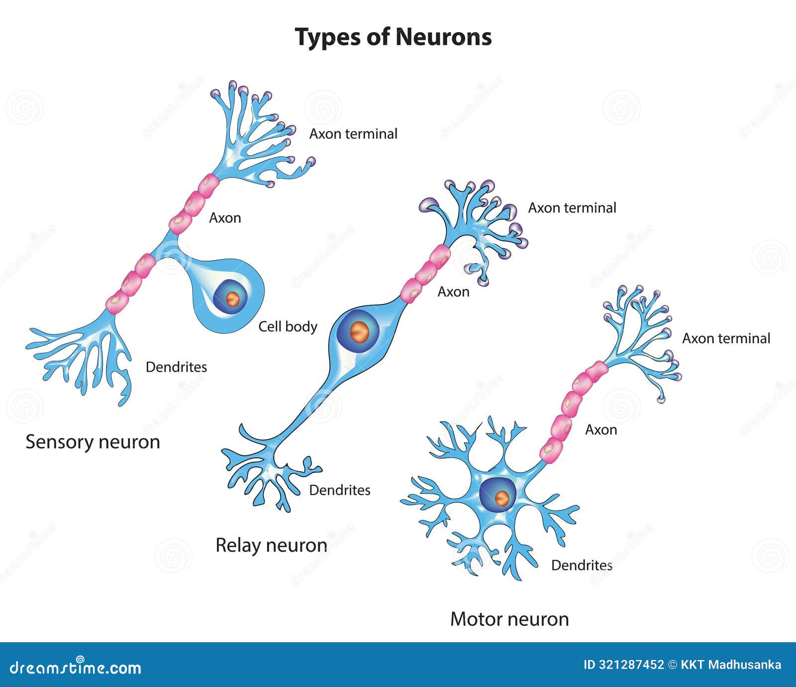 Types of neurons stock illustration. Illustration of structure - 321287452