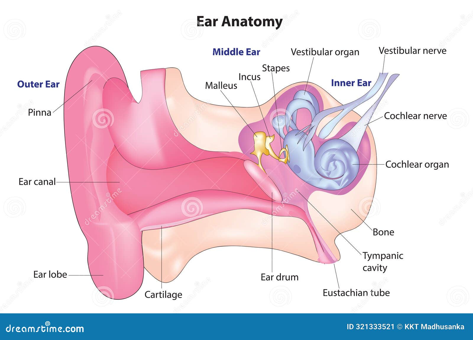 Human ear diagram stock vector. Illustration of study - 321333521