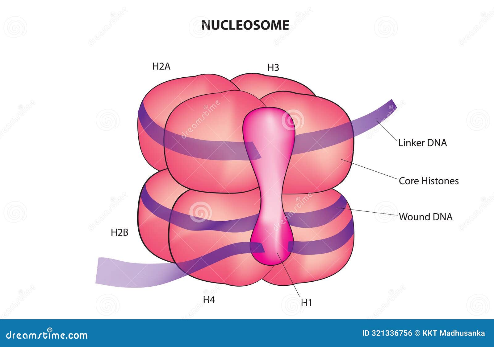 Histone protein stock vector. Illustration of amino - 321336756