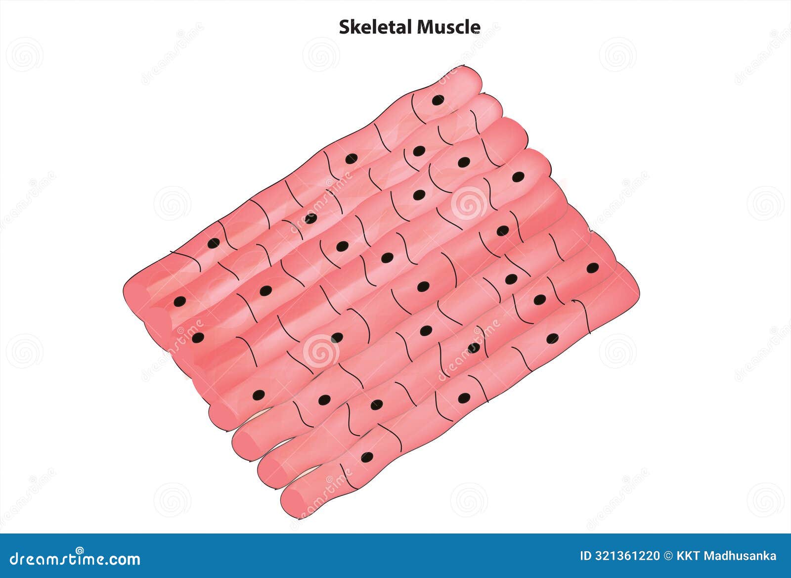 Skeletal Cell Tissue Anatomy Stock Vector - Illustration of nuclei ...