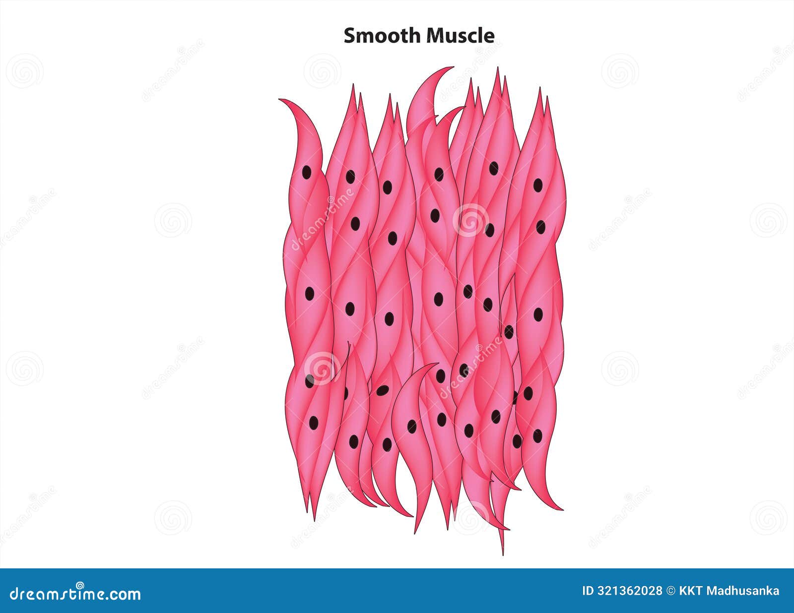 Anatomy of Smooth Muscle Tissue Stock Vector - Illustration of ...