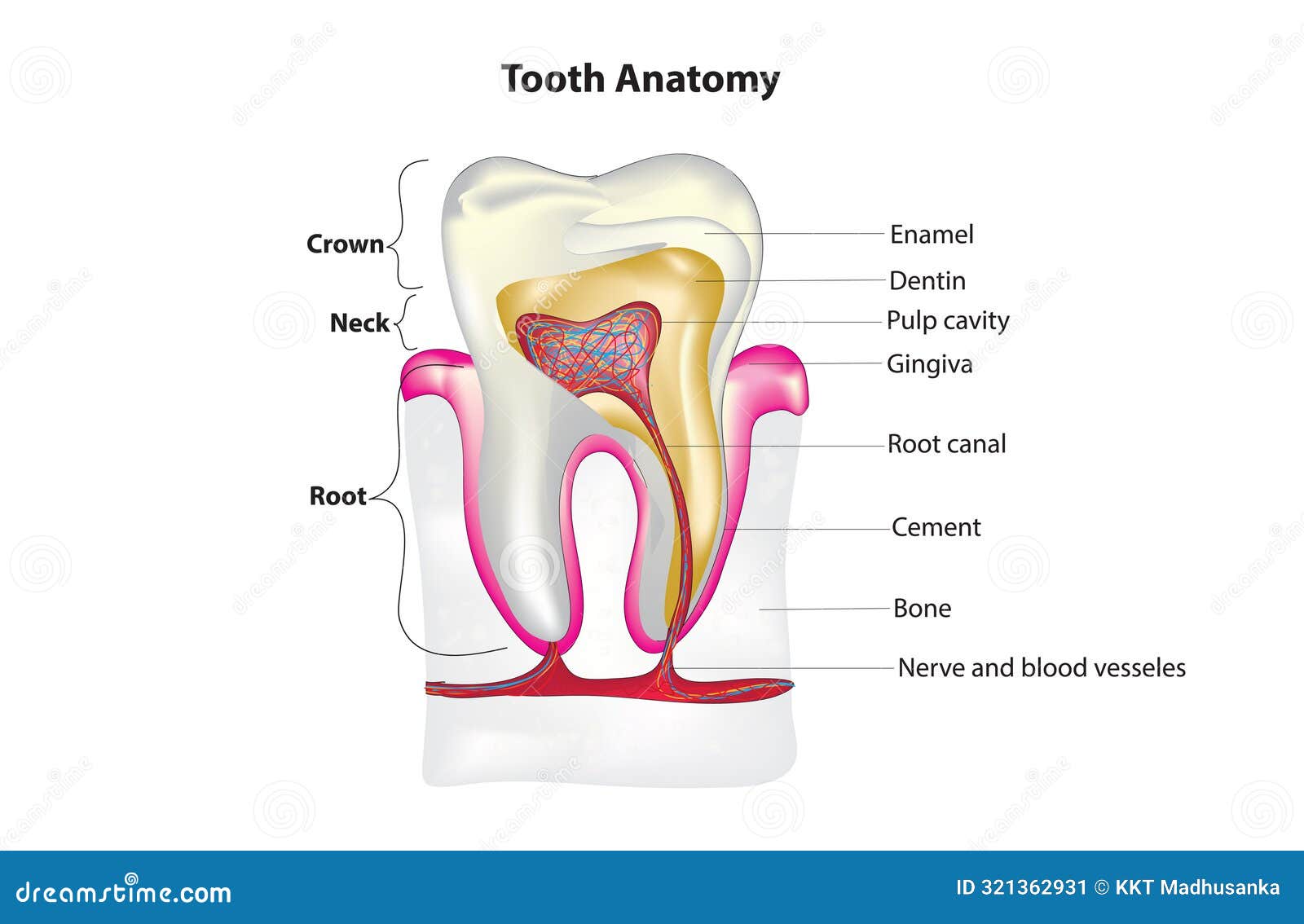 Inside view of tooth stock vector. Illustration of anatomical - 321362931