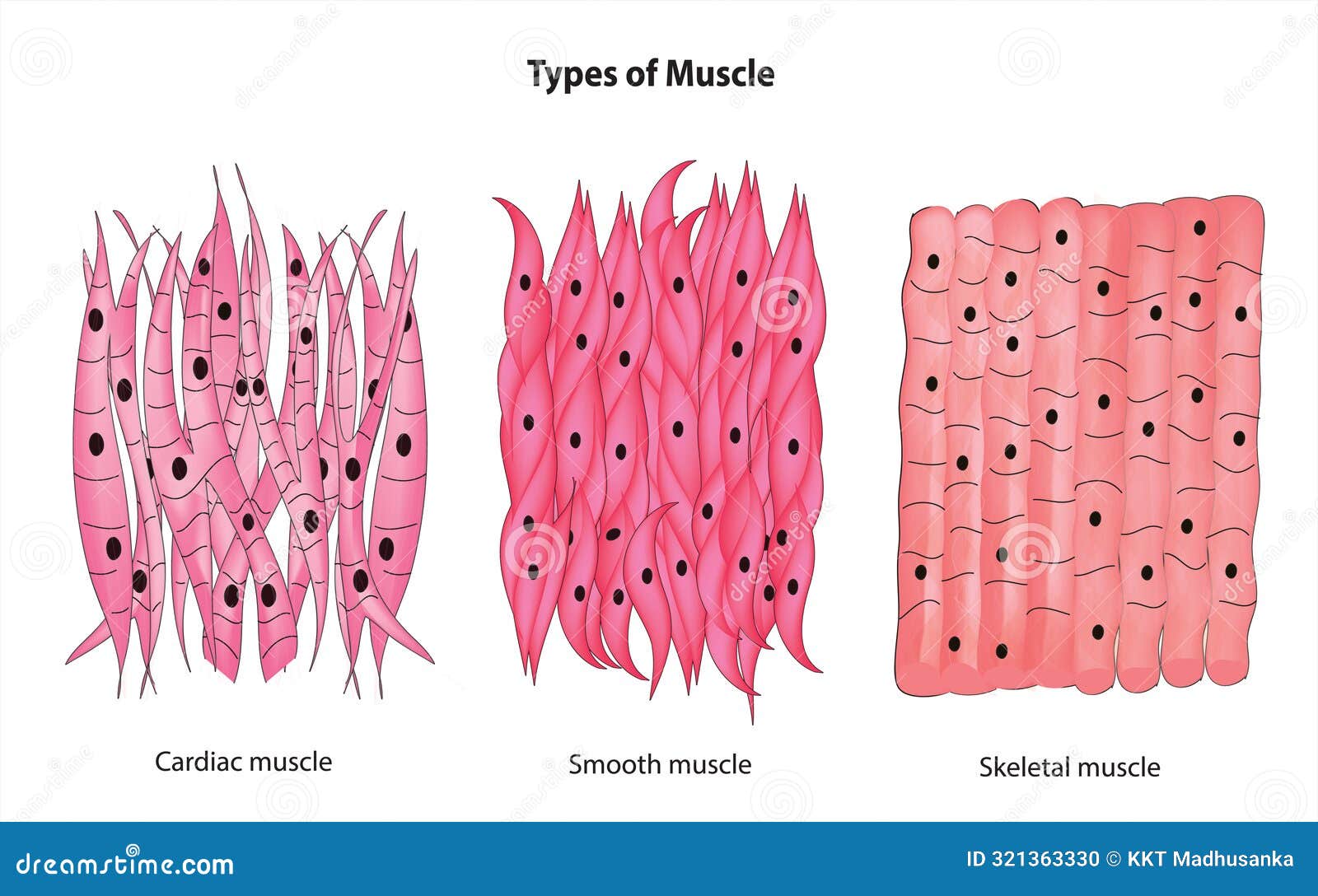 Muscle Types Stock Illustration | CartoonDealer.com #89989963