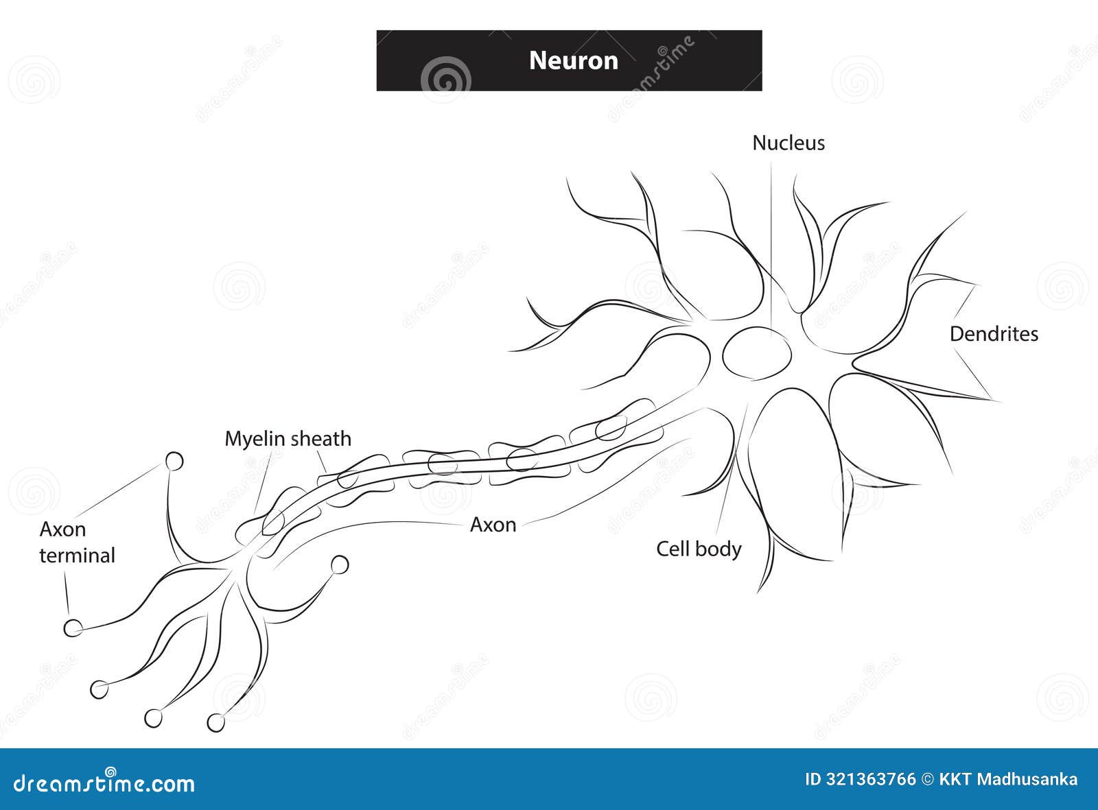 Neuron And Neuroglia. Structure Of A Neuron And Glial Cells Vector ... Neuron And Neuroglia. Structure Of A Neuron And Glial Cells Vector ...