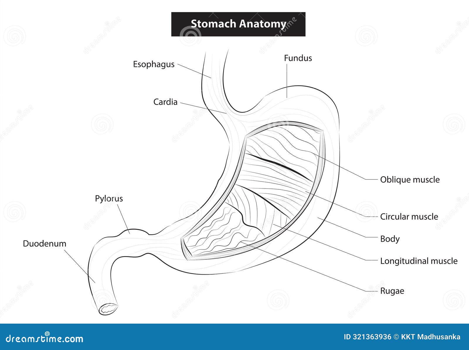 Stomach Anatomy With Layers Vector Illustration | CartoonDealer.com ...