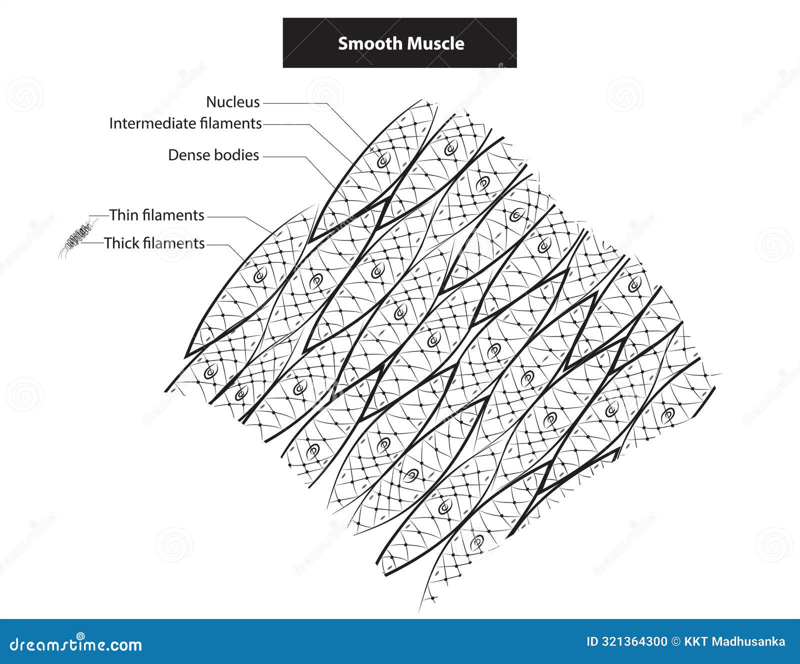 Smooth muscle tissue stock vector. Illustration of myofilaments - 321364300