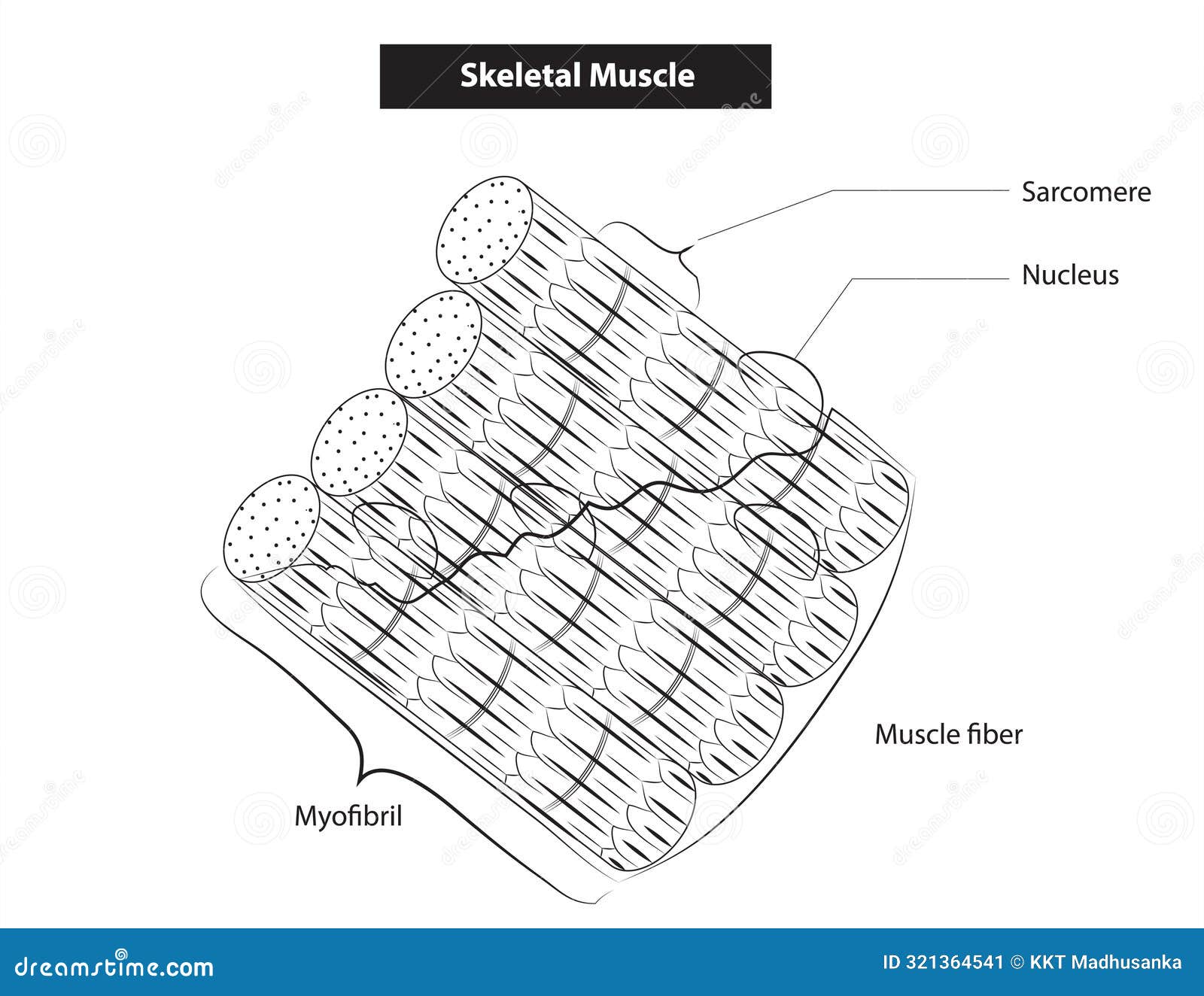 Myoglobin Muscle Protein. Responsible For Red Color Of Meat. Presence ...