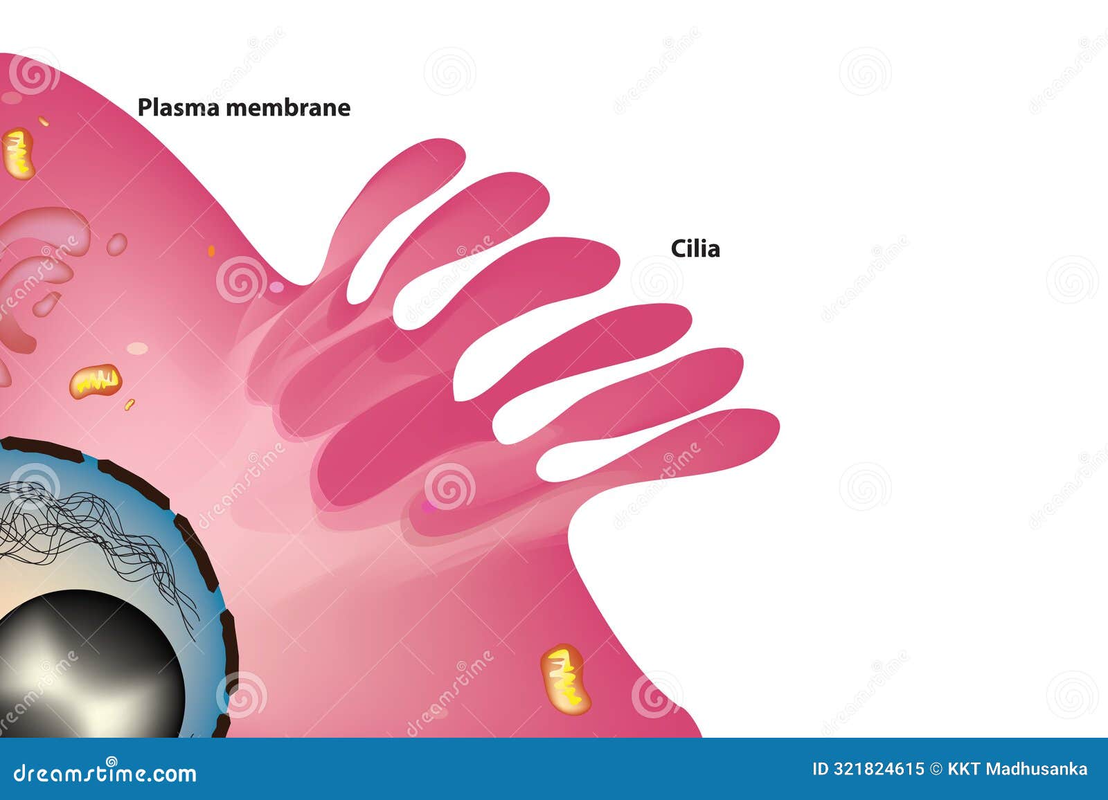 Cilia of cell stock vector. Illustration of fibres, reticular - 321824615