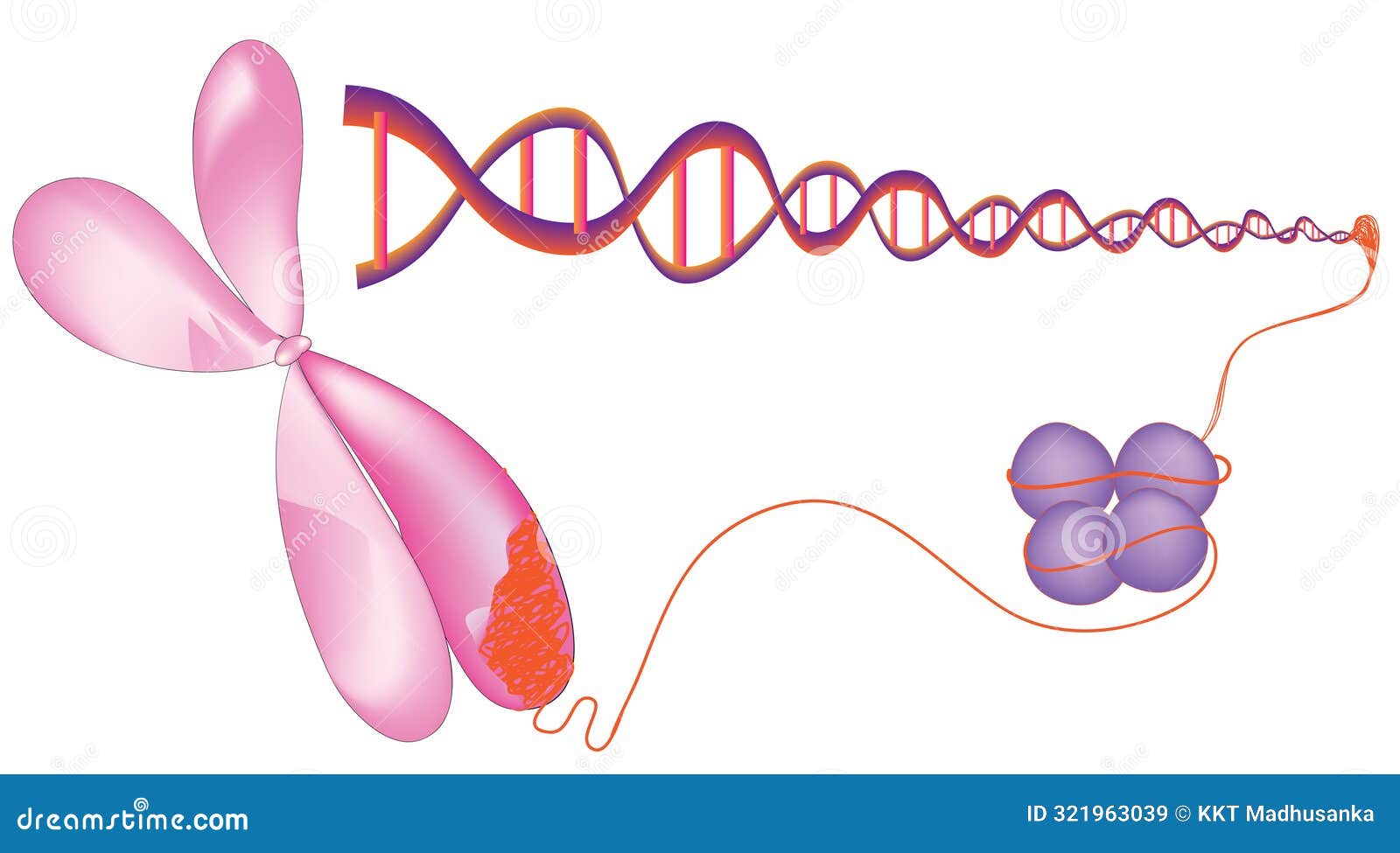 Chromatin complex stock vector. Illustration of vesicle - 321963039