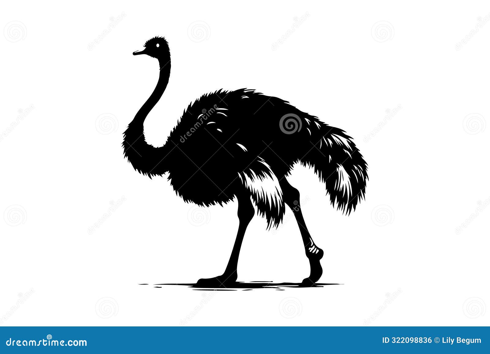 Ostrich Vector Illustration Isolated On White Background. Cartoon ...