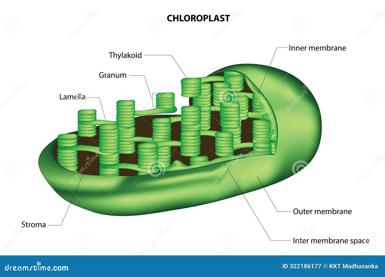 Chloroplast vector stock vector. Illustration of sugars - 322186177