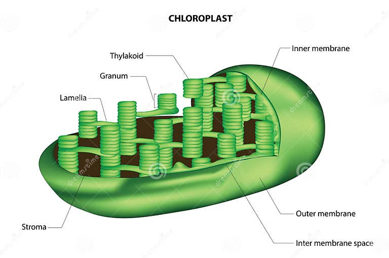 Chloroplast vector stock vector. Illustration of sugars - 322186177