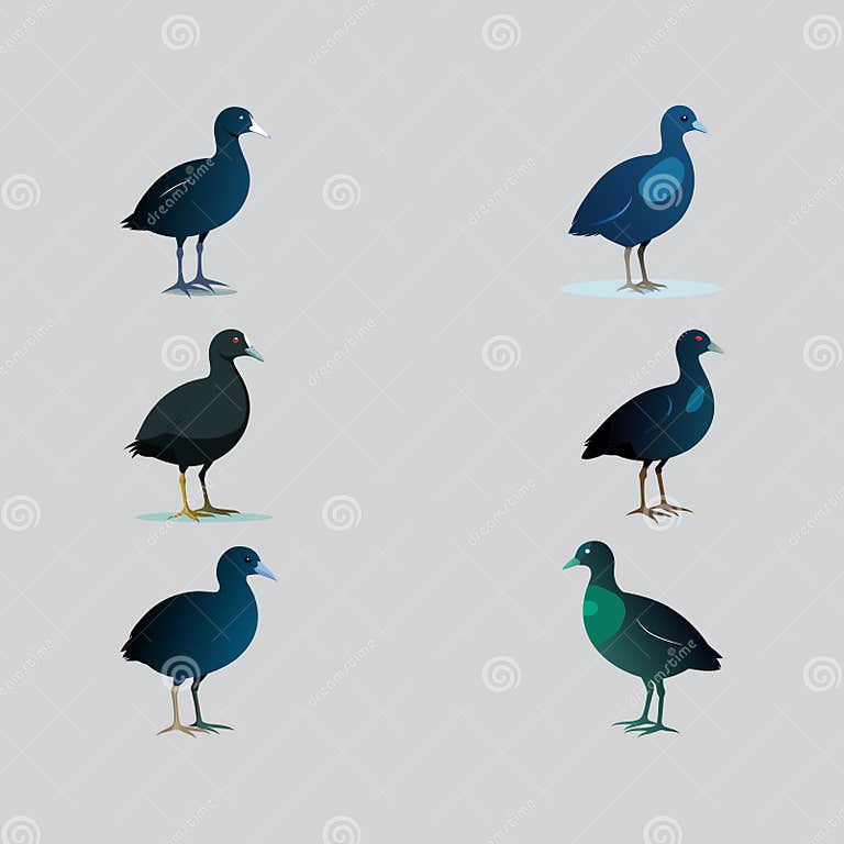 Cute Coot Birds Vector Illustration Stock Vector - Illustration of ...