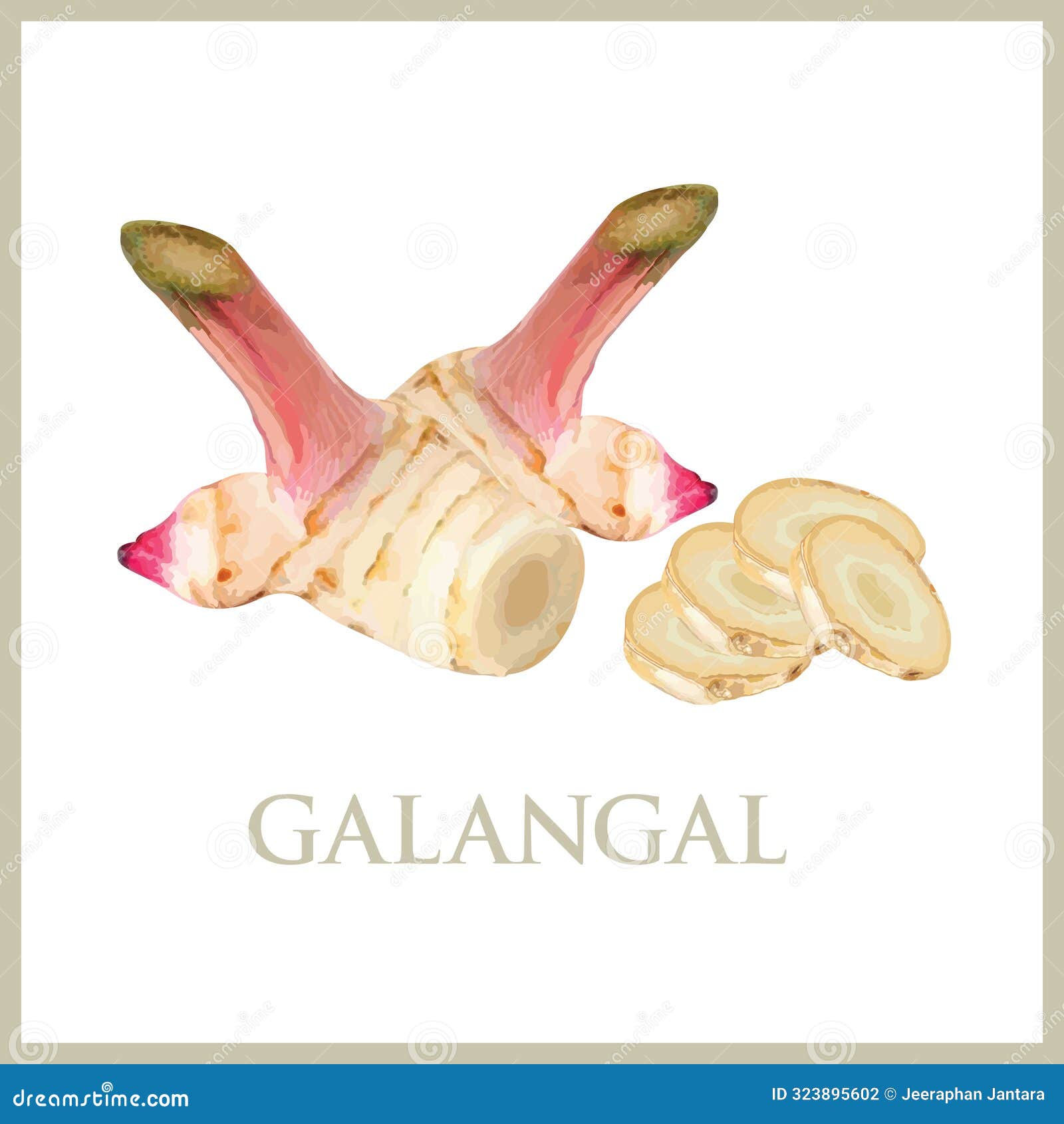 Galangal Icon of Three Slices and a Whole Root. Stock Illustration ...