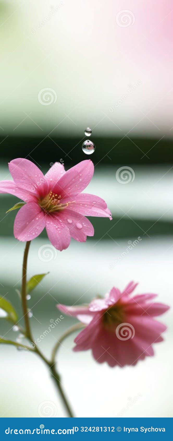 Two Pink Flowers with Dew Drops. Stock Photo - Image of leaf, bloom ...