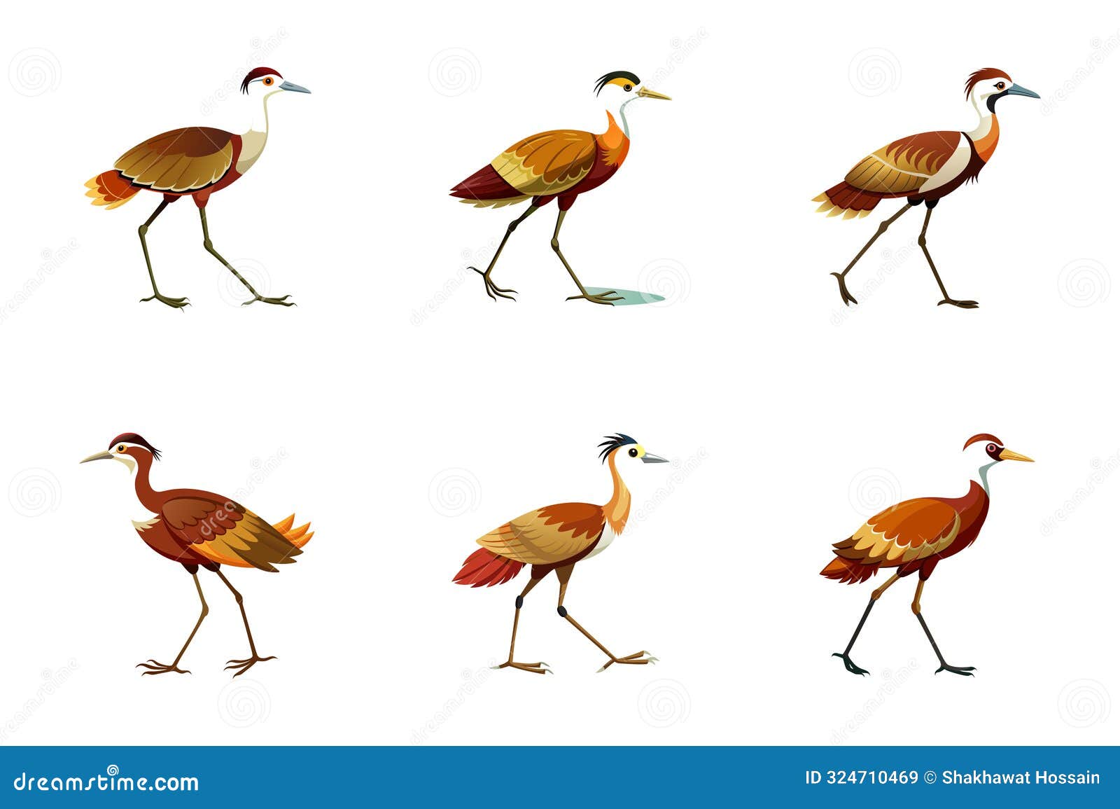 African Jacana Walking White Background Stock Illustration ...
