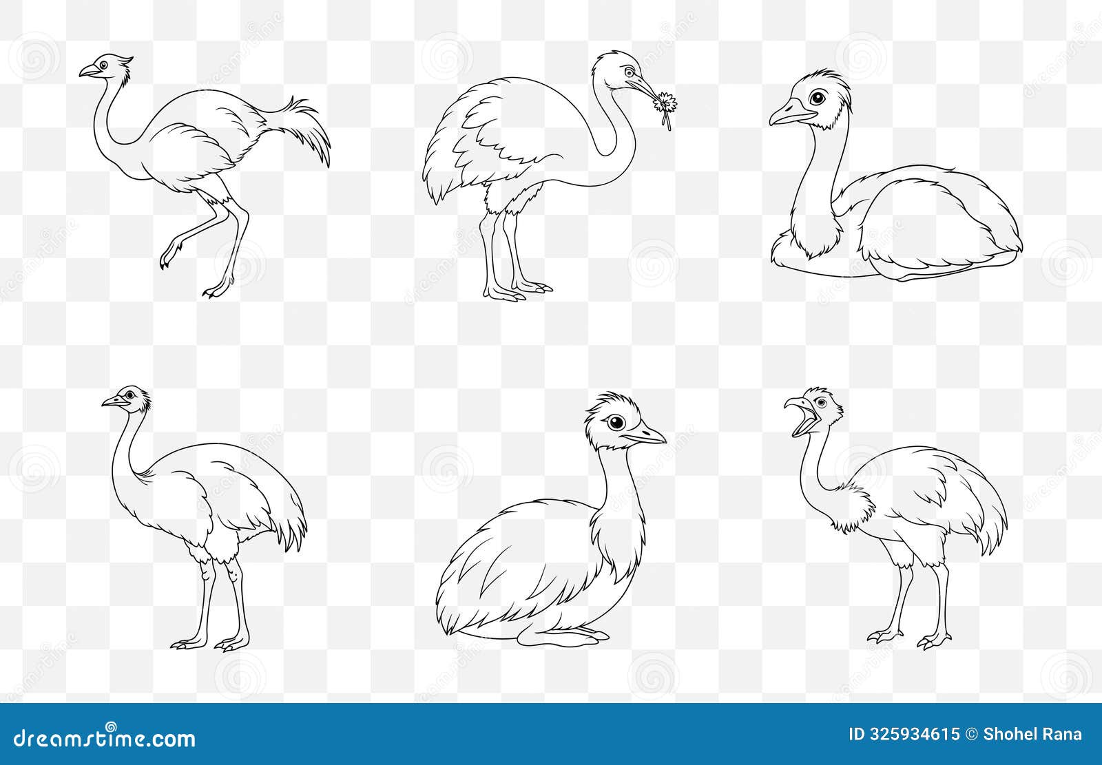 Print Collection of Detailed Emu Line Art Vector Illustrations for ...