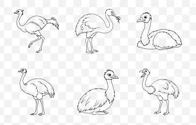 Print Collection of Detailed Emu Line Art Vector Illustrations for ...