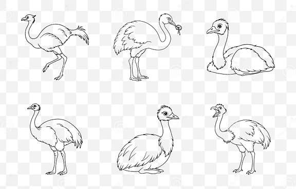 Print Collection of Detailed Emu Line Art Vector Illustrations for ...