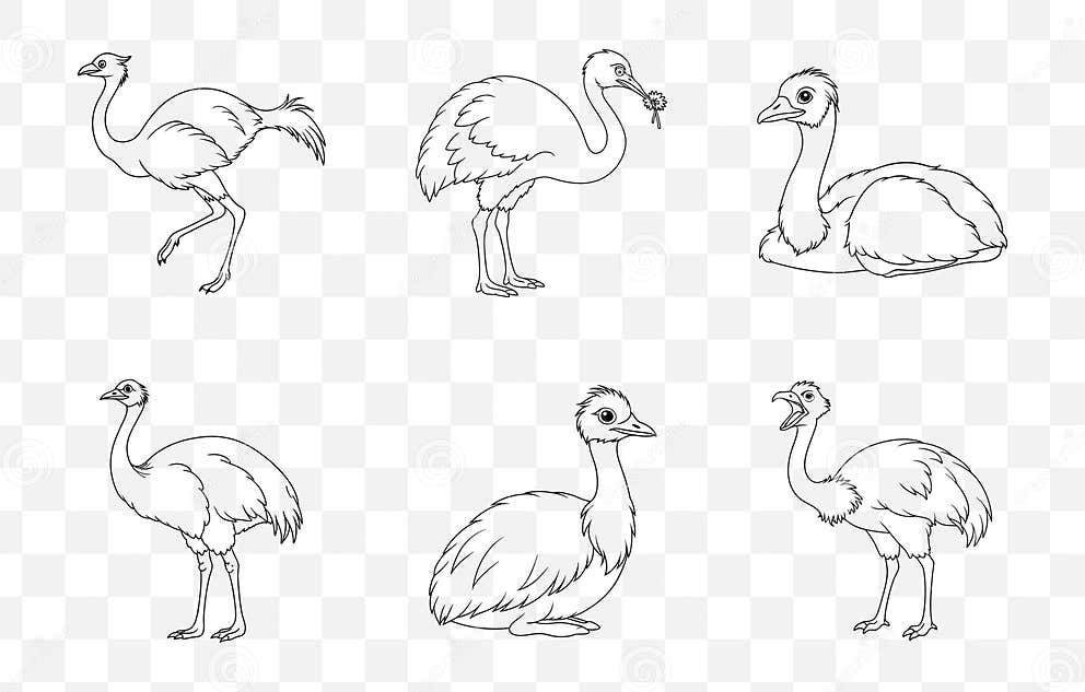 Print Collection of Detailed Emu Line Art Vector Illustrations for ...