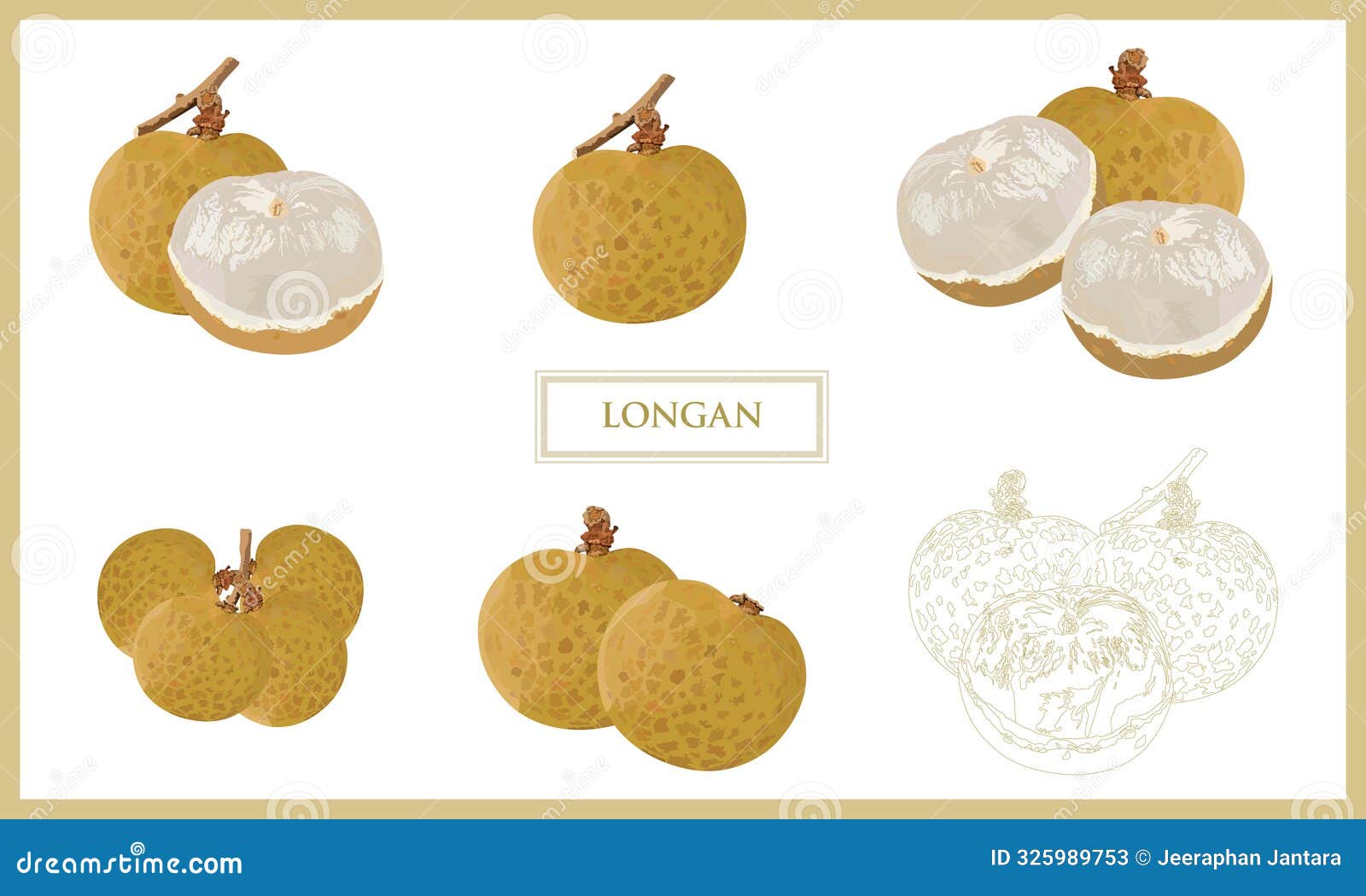 Longan In Various Shapes And Sizes. Cartoon Vector | CartoonDealer.com ...