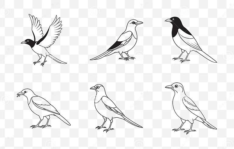 Print Elegant Magpie Line Art Vector Set Perfect for Designers and ...