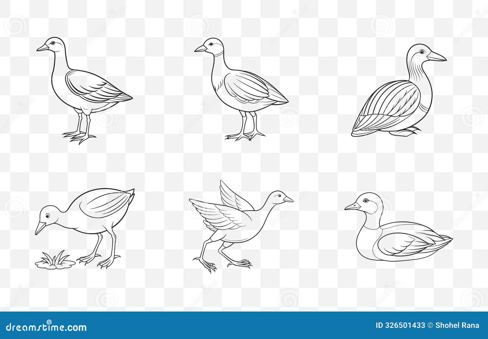 Print Elegant Moorhen Line Art Vector Set For Detailed And Stylized ...