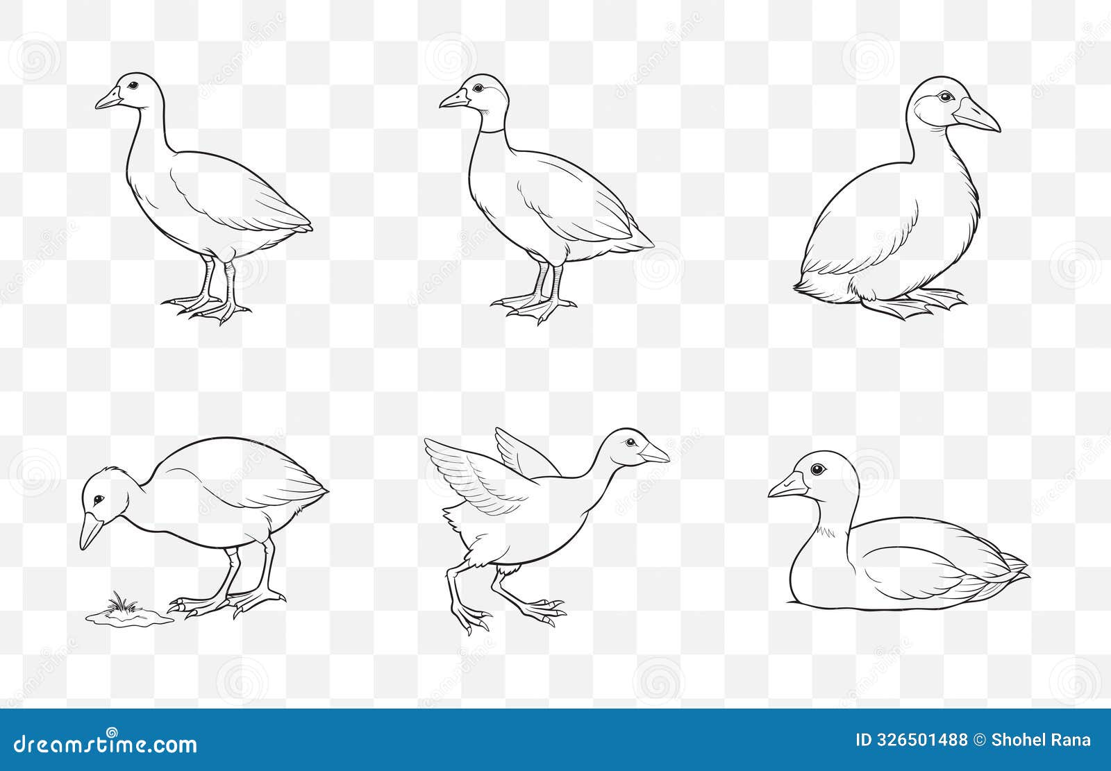 Print Elegant Coot Line Art Vector Set for Artistic Designs and ...