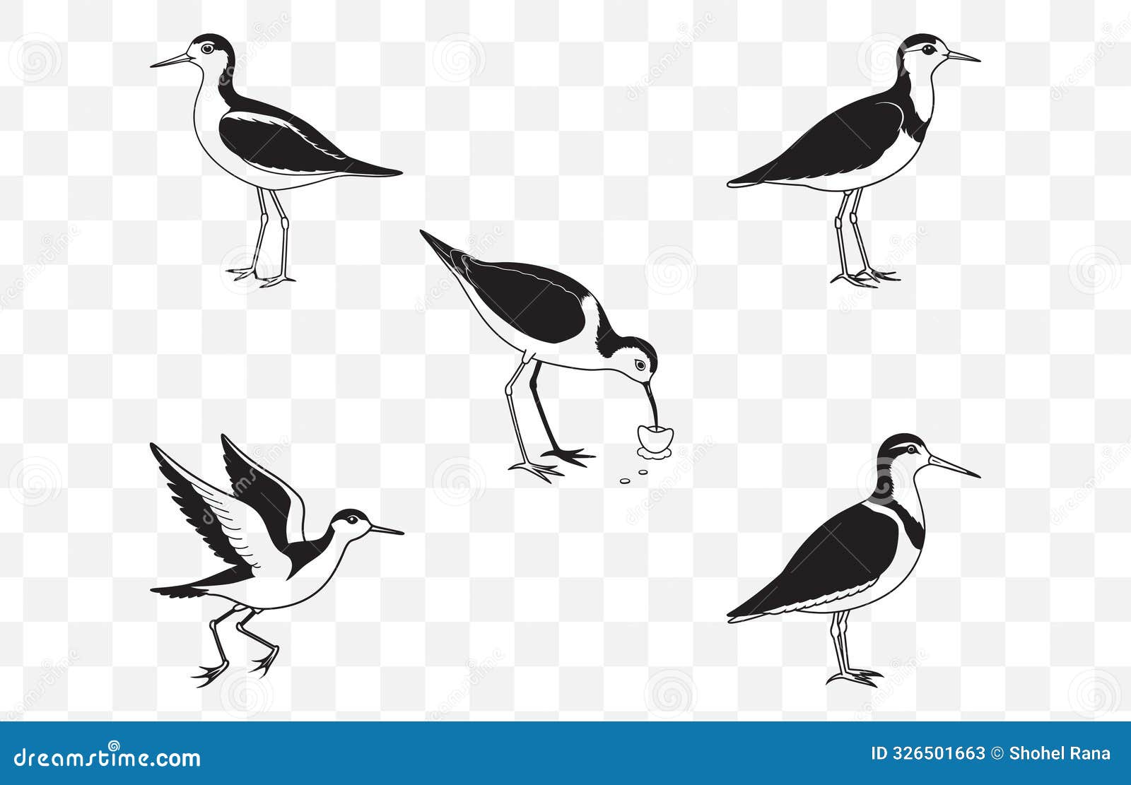 Detailed Bird Black Silhouettes Of Different Kind Vector Illustration ...
