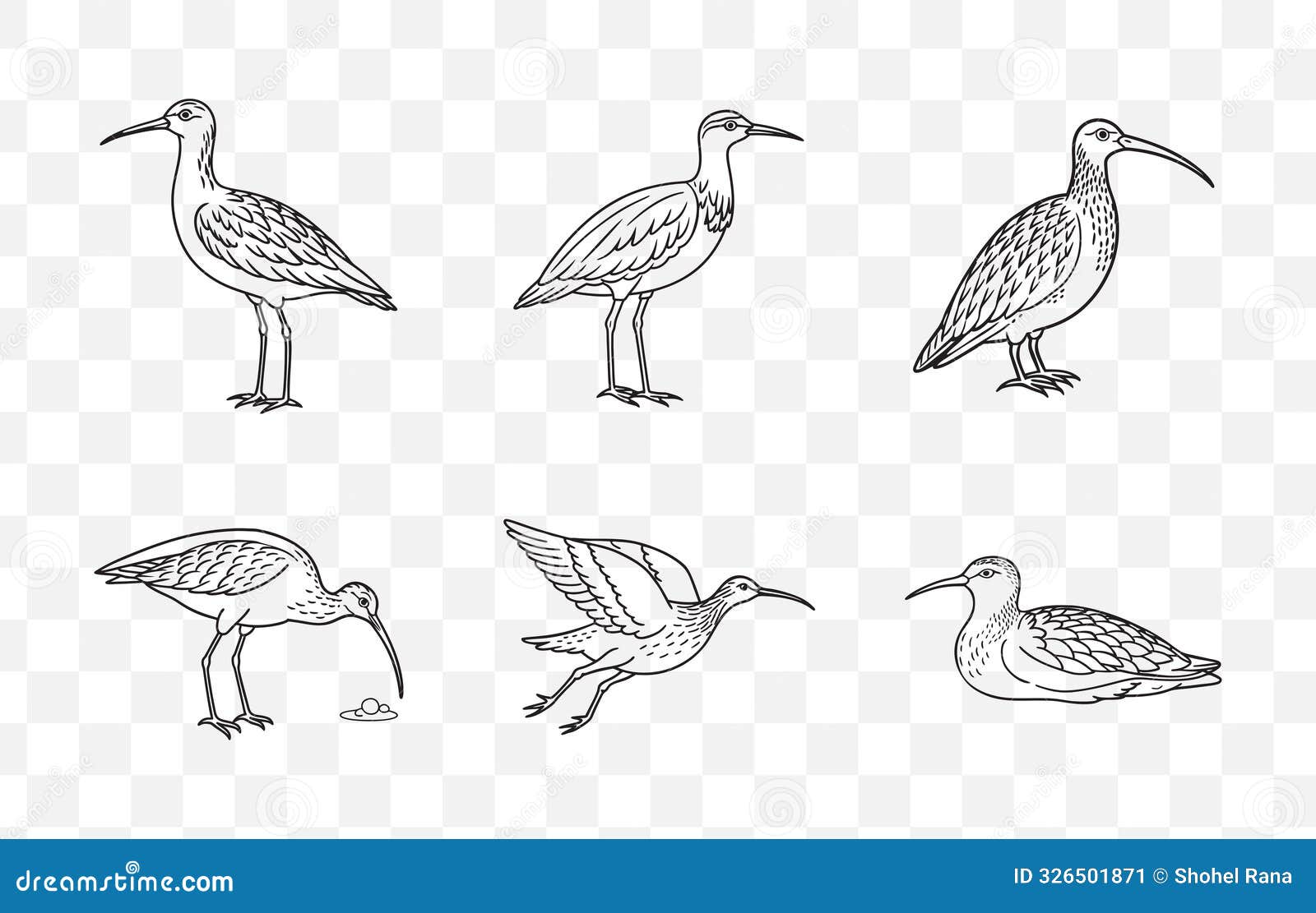 Shorebirds Cartoons, Illustrations & Vector Stock Images - 370 Pictures ...