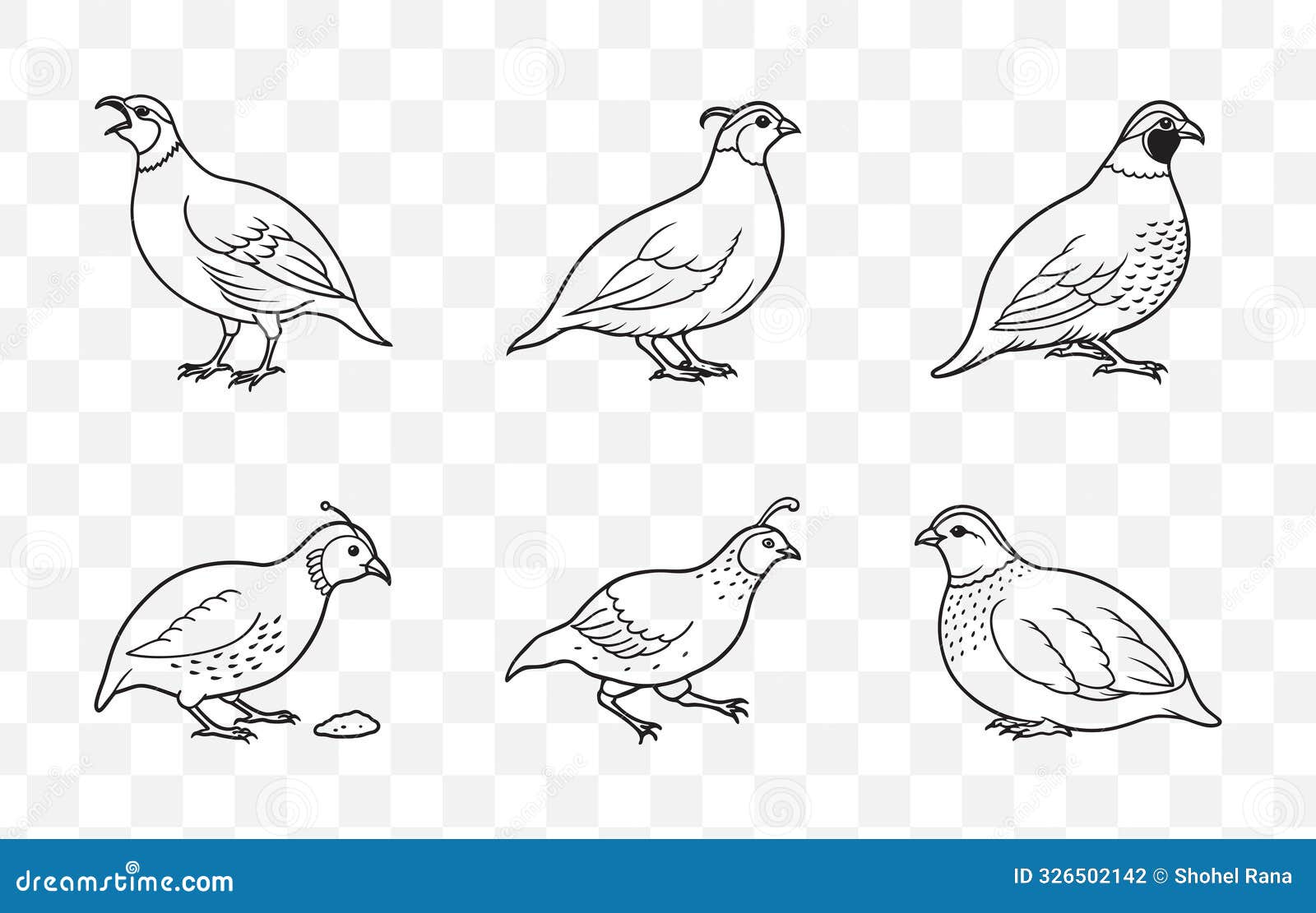 Detailed Quail Cartoon Vector Illustration Isolated On White ...