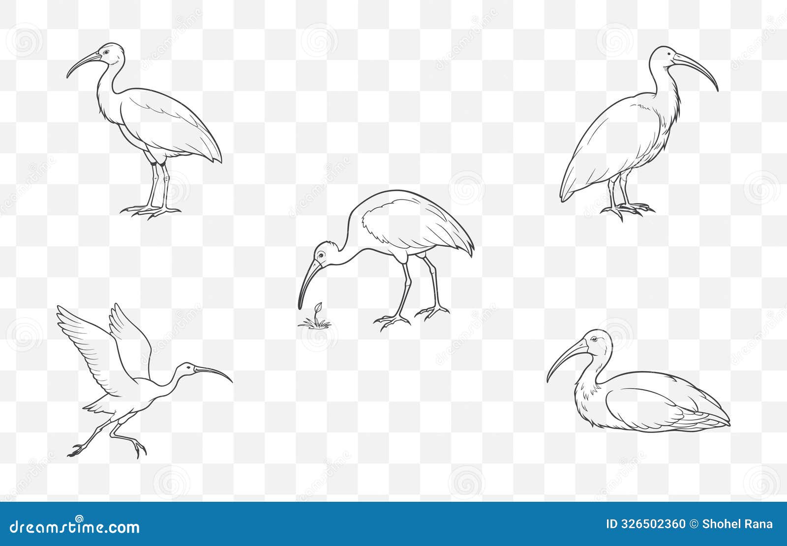 Print Elegant Ibis Line Art Vector Set for Creative and Artistic ...