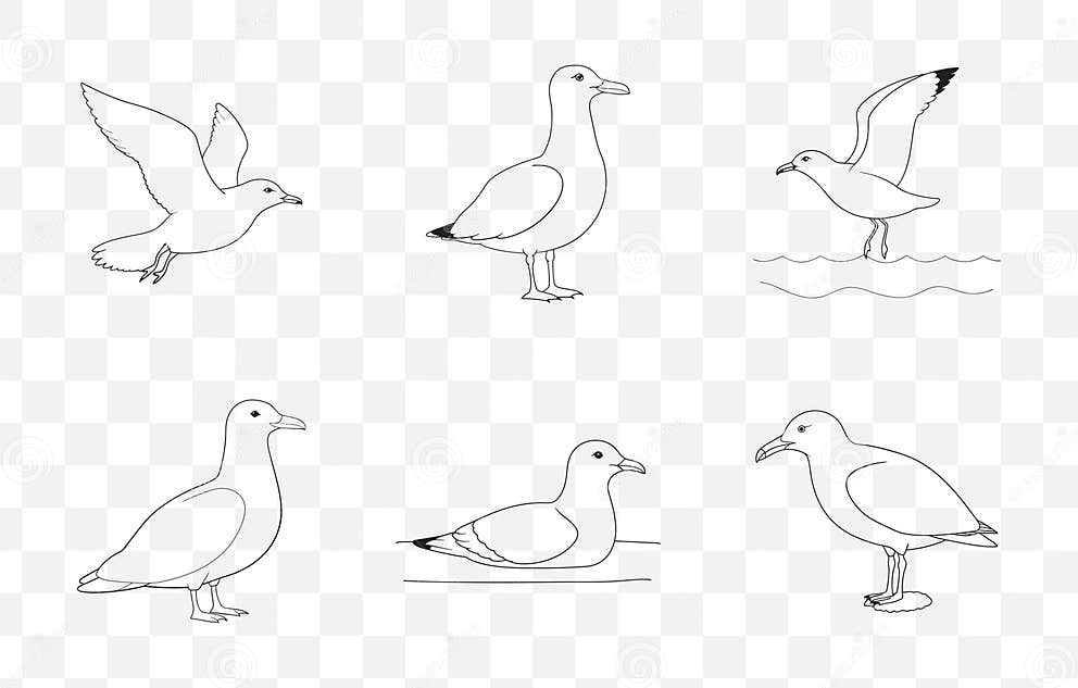 Print Detailed Gull Line Art Vector Set for Illustrations and Design ...