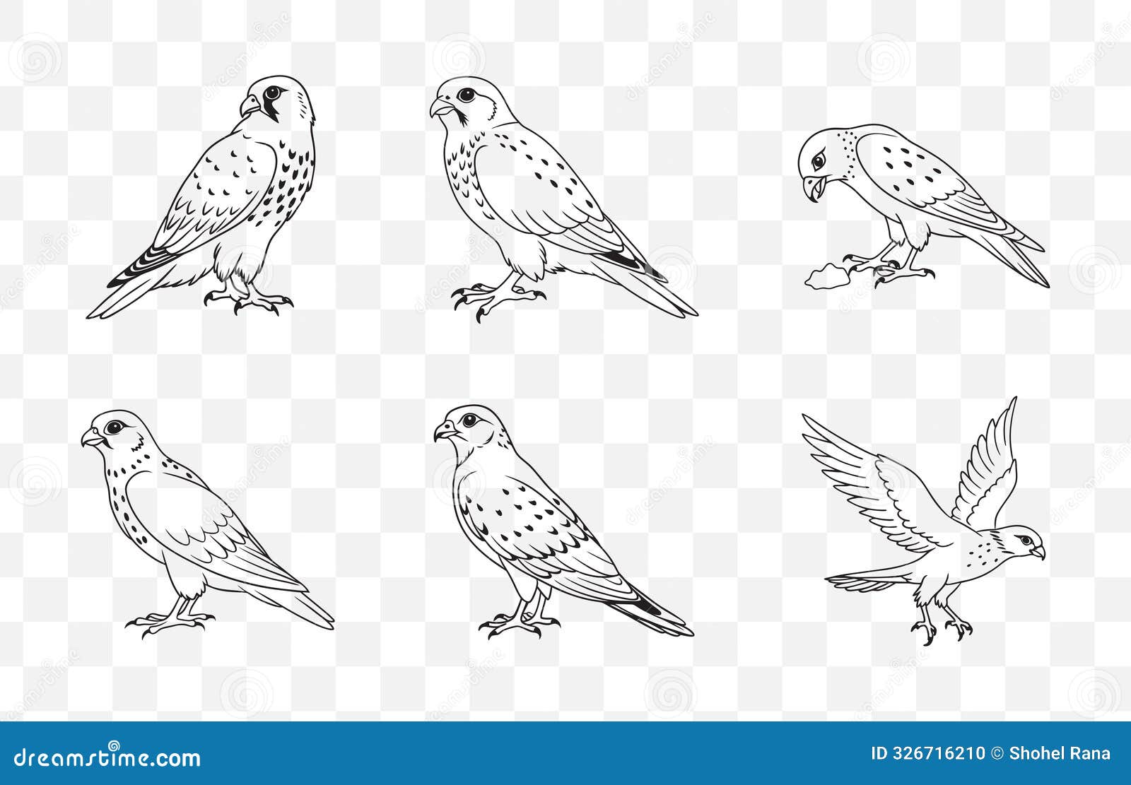 Print Kestrel Bird Line Art Vector Set High Quality Detailed ...