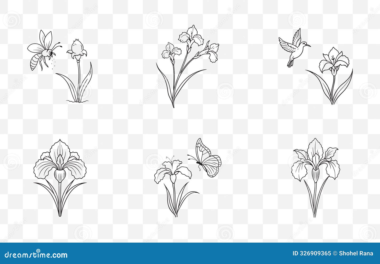 Iris Line Art For Coloring Page, Allamanda Cathartica Flower Outline ...